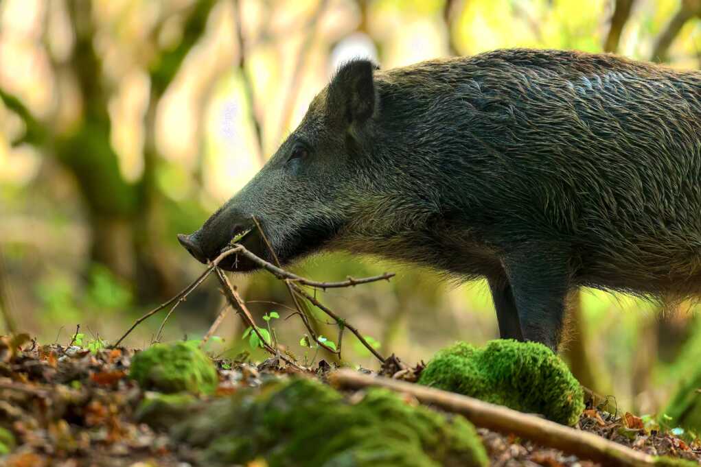 Neon Blue Pigs Expose Toxic Food Chain | The Conservative View